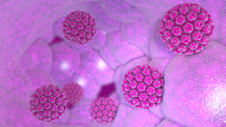 HPV Transmission Risk With Pelvic Ultrasound Probes - HPV Hub, LLC